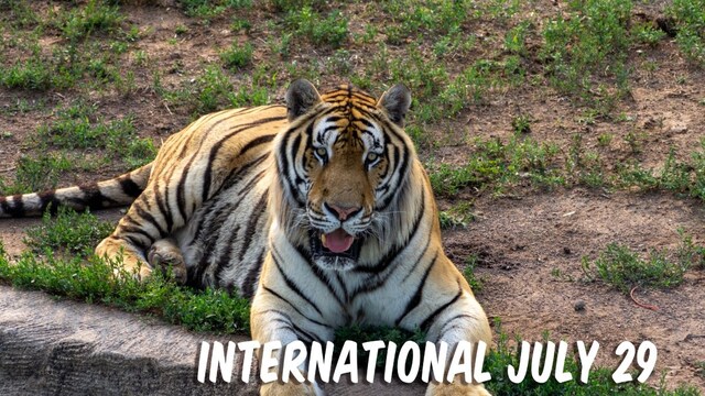 Why is International Tiger Day Celebrated on July 29? Theme, History ...