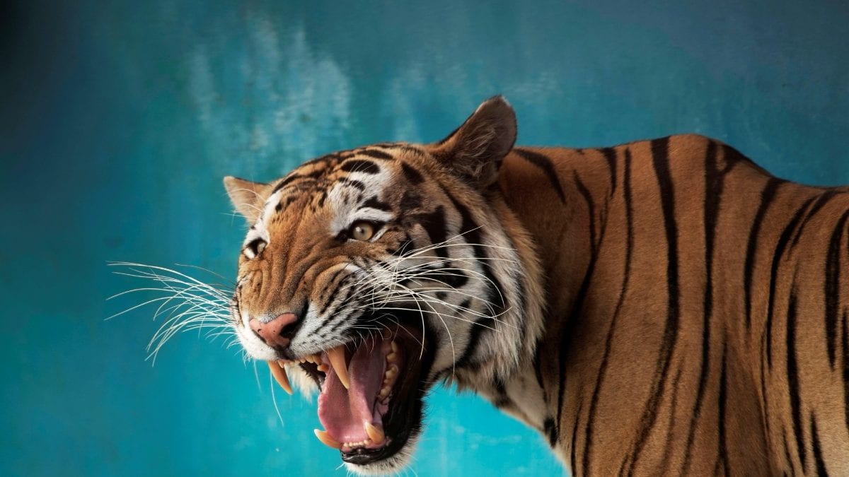International Tiger Day 2023: Best Tiger Movies Of All Time | Movies ...