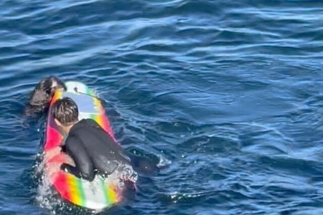 Hostile Sea Otter Steals Surfboard, Experts Puzzled By Mammal's ...
