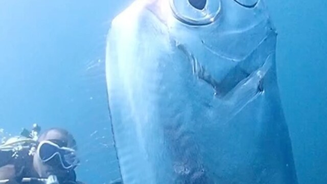Watch: Divers Spot Extremely Rare 'Earthquake Fish' With Mysterious ...