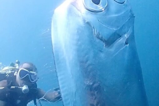 Watch: Divers Spot Extremely Rare 'Earthquake Fish' With Mysterious ...