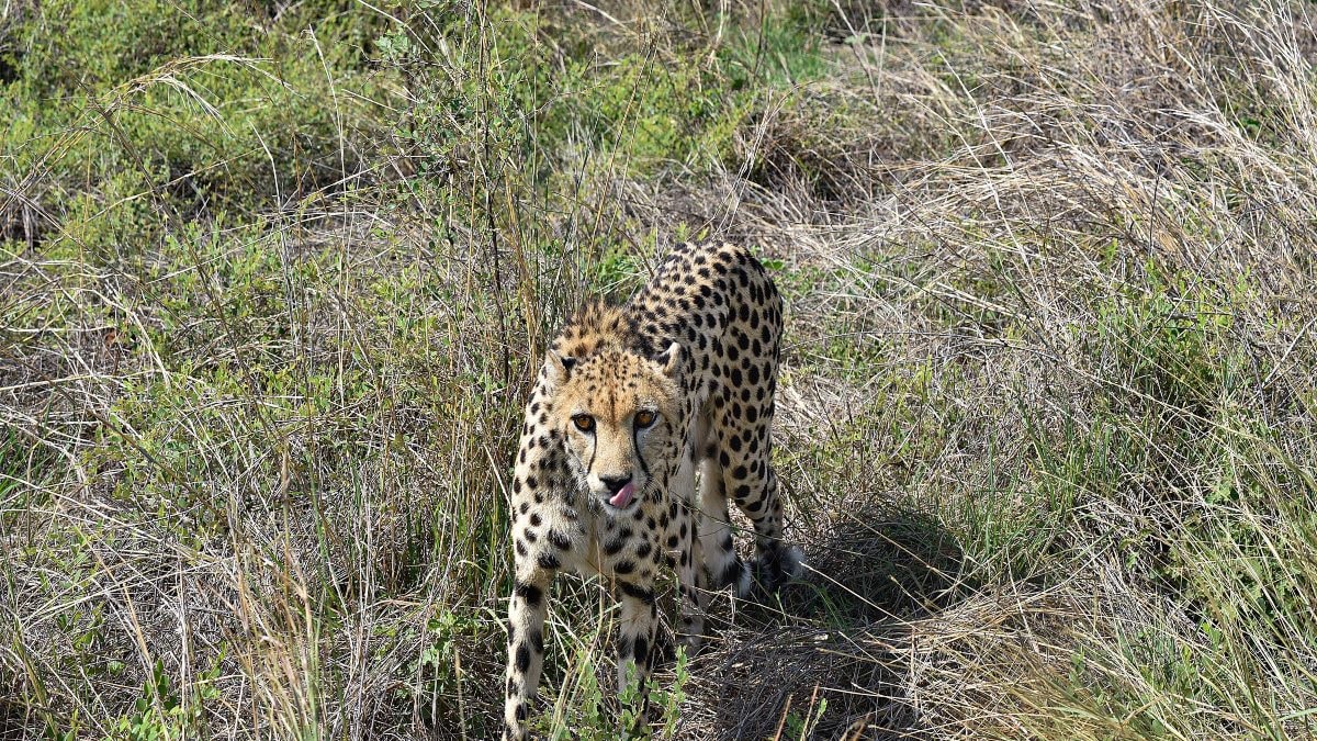 Another Female Cheetah 'Dhatri' Found Dead in Kuno National Park ...