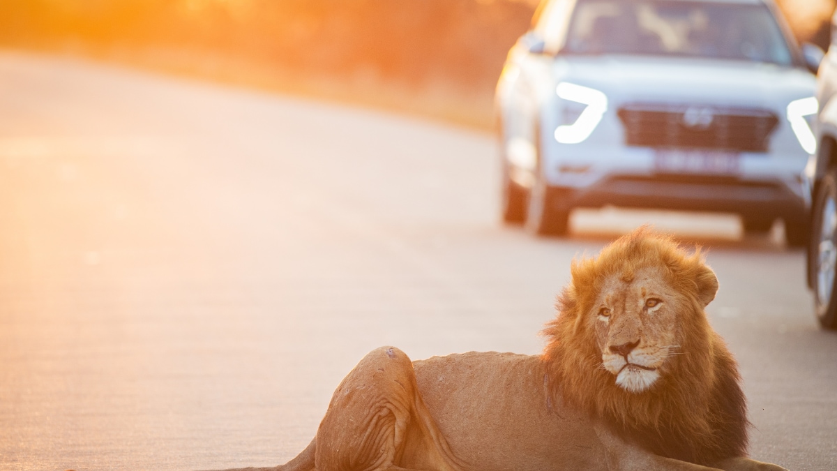 WATCH | Lion's Calm Walk on Road Amid Heavy Rains in Gujarat's Junagadh ...