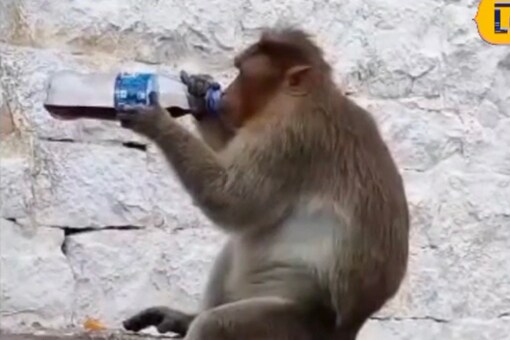 Monkey Drinks Cold Drink Without Leaving a Single Drop in Bottle ...
