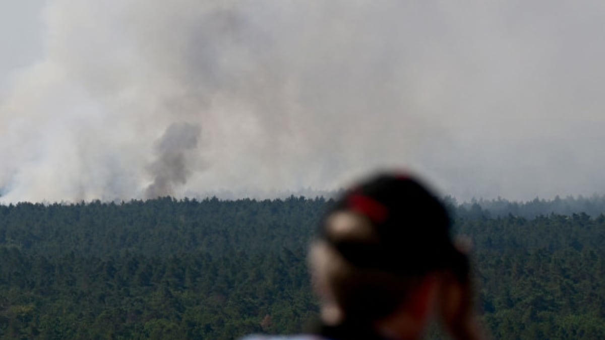 Electronic 'Noses' Help Sniff Out Forest Fires in Germany | Viral News ...