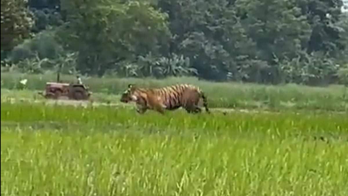 Watch: Tiger And Tractor Spotted Together, Can They Co-Exist? | Viral ...
