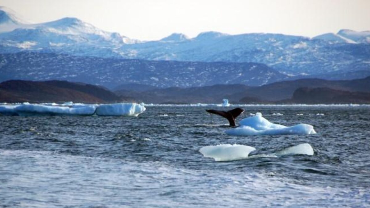 Climate Change Has shifted Colour of Over Half of World's Oceans, Study ...