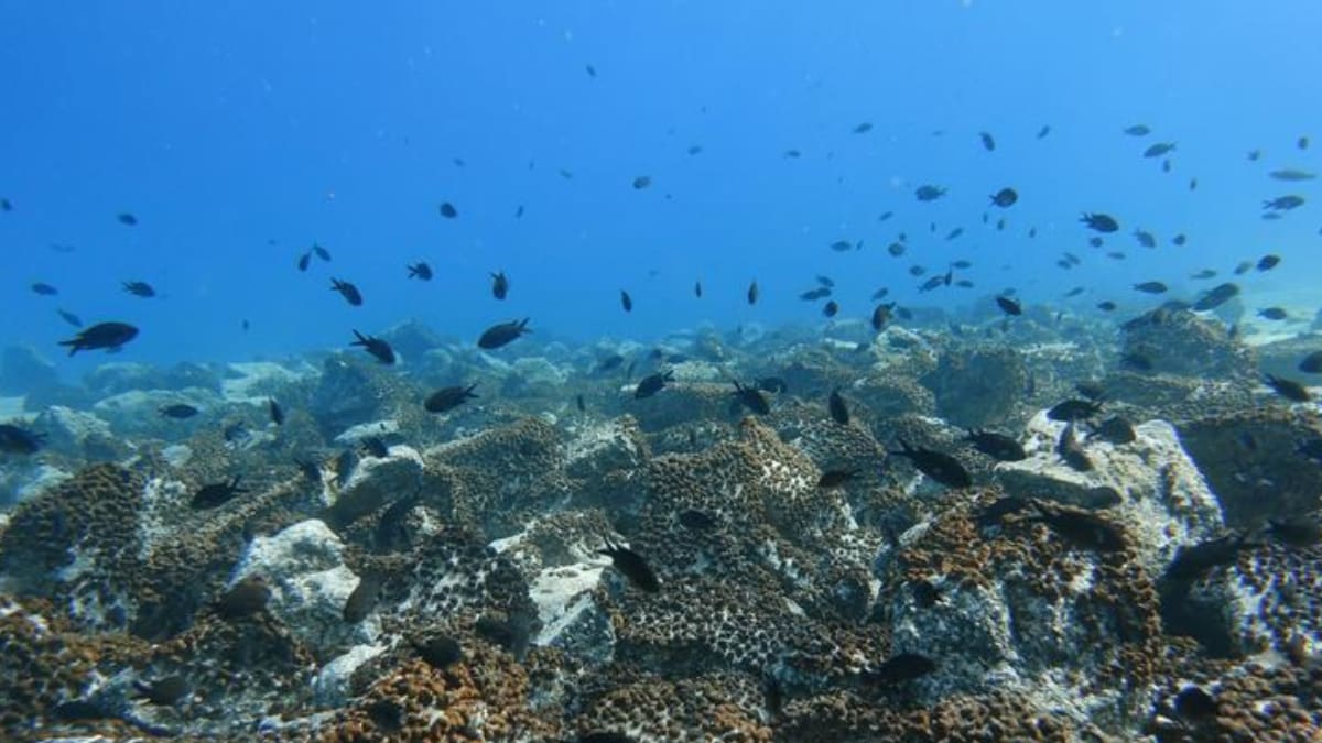 Ocean Currents Regulating Climate Globally Could Collapse Mid-century ...