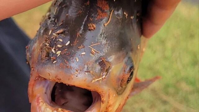 This Bizarre Fish With Human-Like Teeth Looks Straight Out Of A Fantasy ...