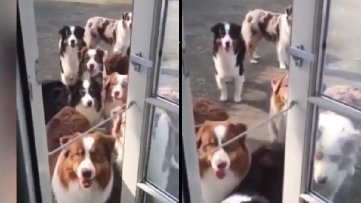 This Cute Viral Video Featuring Dogs Is A Tutorial On Self-Control ...