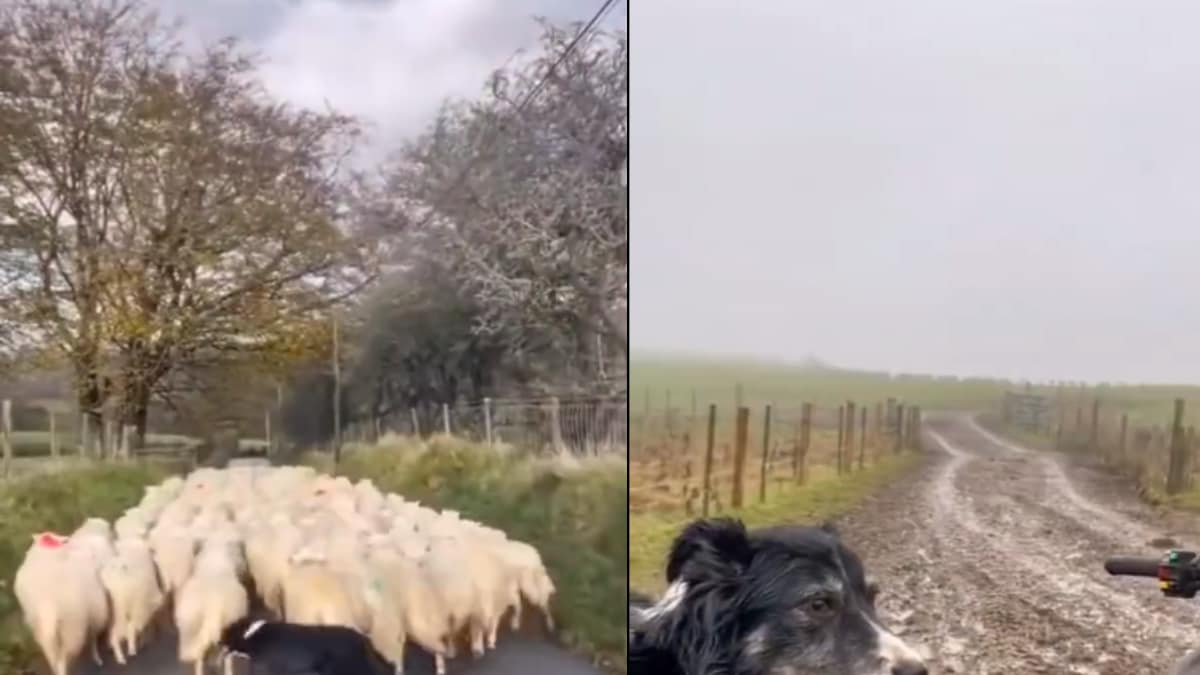 This Video Of Sheepdog At Work Is Tutorial On Management | Viral News ...