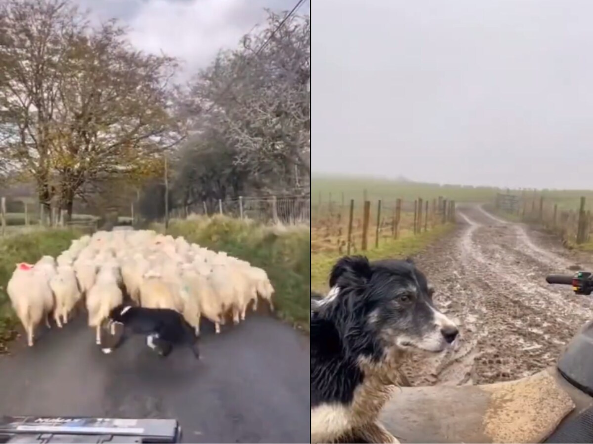 How Do Sheep Dogs Work