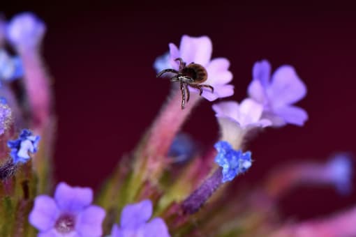 Hungry Ticks Can Use This Static Trick to Land On You and Your Pets ...
