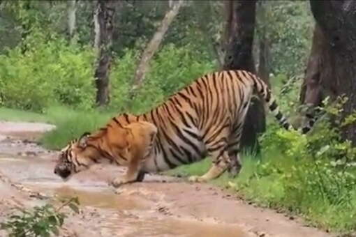 It's Not Everyday We Come Across Video Of Tiger Drinking Water From ...