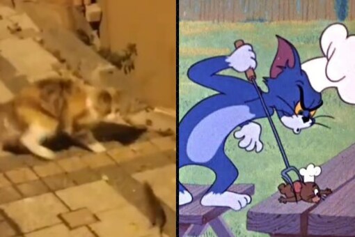 This Viral Video Will Bring Back Fond Memories Of Tom and Jerry - News18