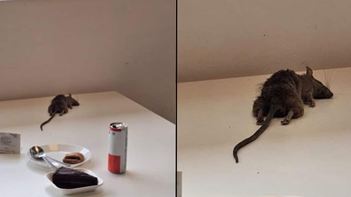 Bengaluru IKEA Apologises After Customer's Viral Tweet Shows Dead Rat ...