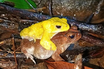 Indian Bullfrogs, A Colourful Sight During Their Mating Season In ...
