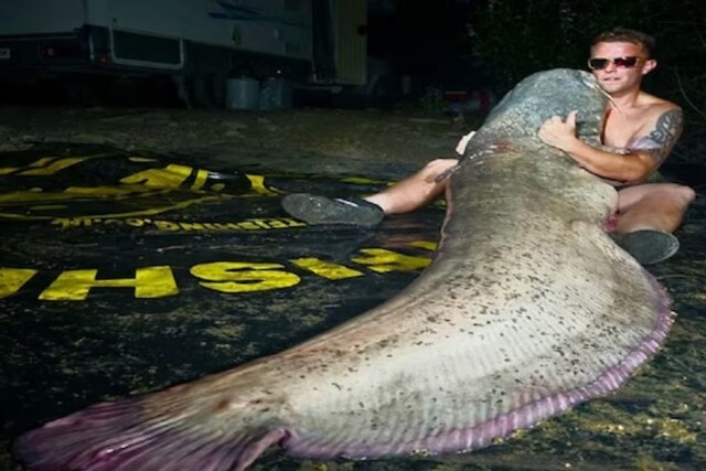 3 Brit Friends Catch Biggest Wels Catfish Ever Seen In Spain - News18