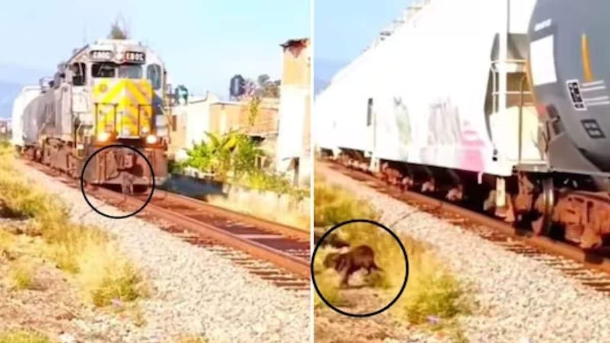 Watch: Dog, Hit By Train, Comes Under It And Then Miraculously Escapes ...