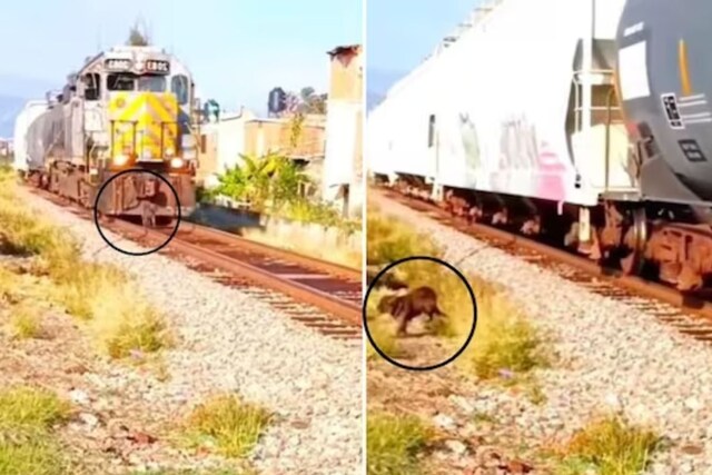Watch: Dog, Hit By Train, Comes Under It And Then Miraculously Escapes ...