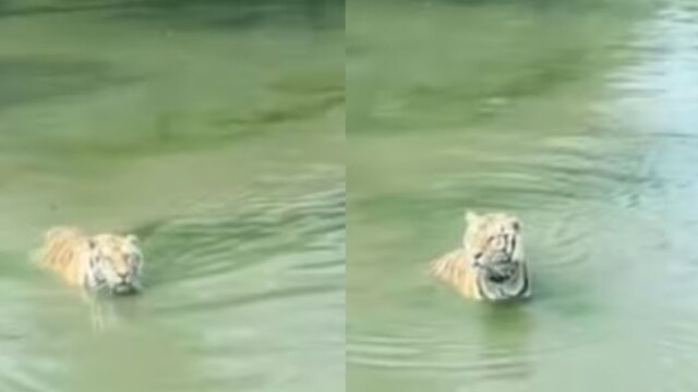 Watch: This Hilarious Encounter Between A Tiger And Duck Will Leave You In Splits | Viral News ...