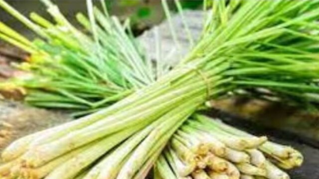 Lemon Grass Farming: What It Is And How Much You Can Earn From It ...