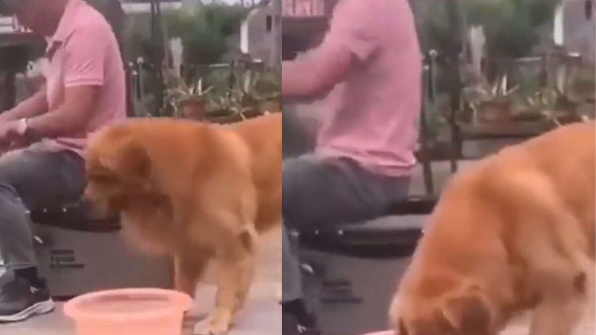 Viral Video: Man Catches Fish But 'Saviour' Dog Puts It Back In The ...