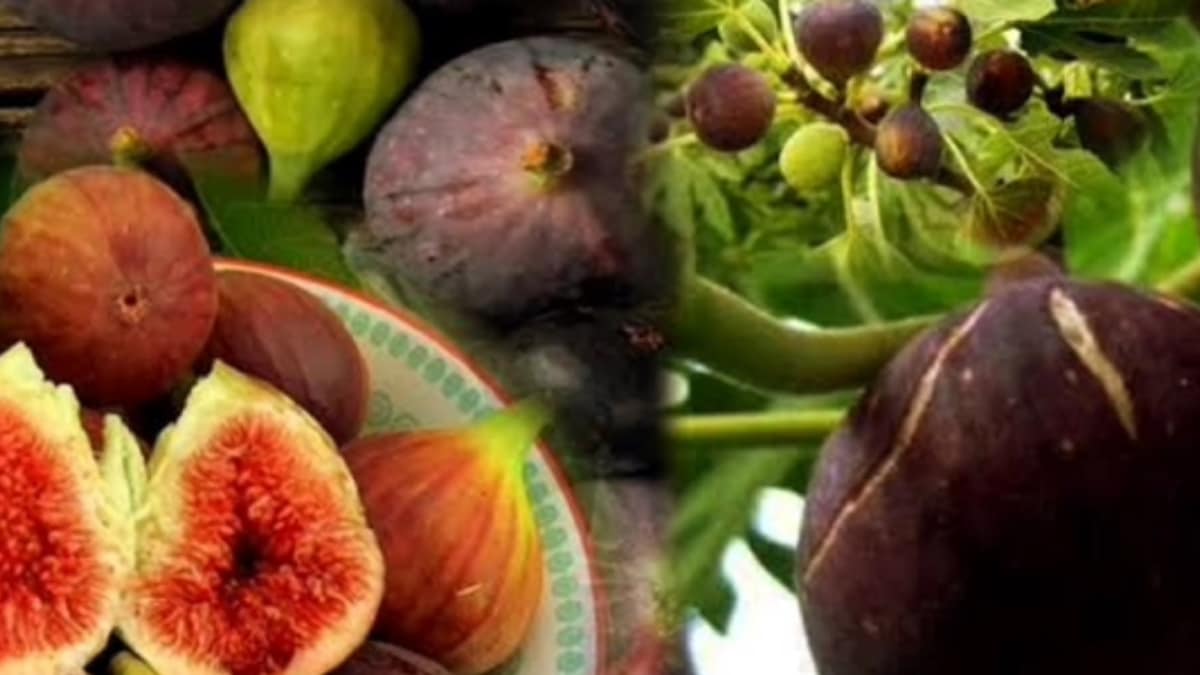 How This Wild Fruit Of Uttarakhand Is Becoming A Source Of Income For ...