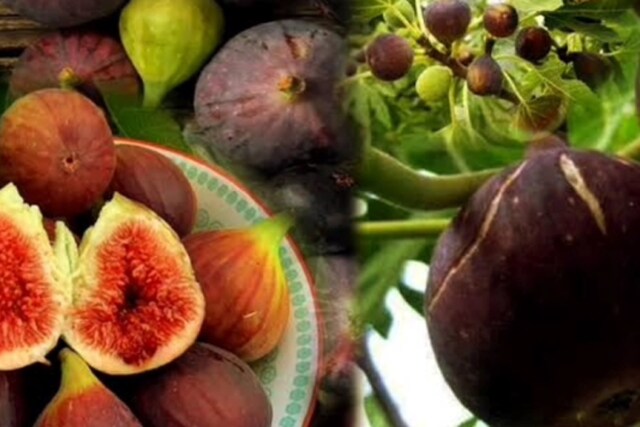How This Wild Fruit Of Uttarakhand Is Becoming A Source Of Income For ...