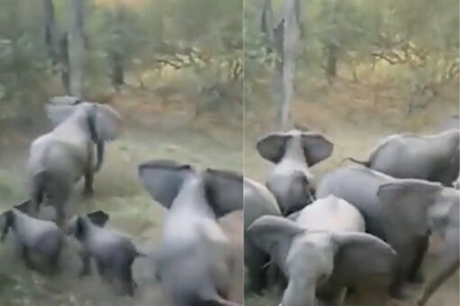 Viral: Elephant Herd Creates A Circle Of Defence To Protect Calves From ...