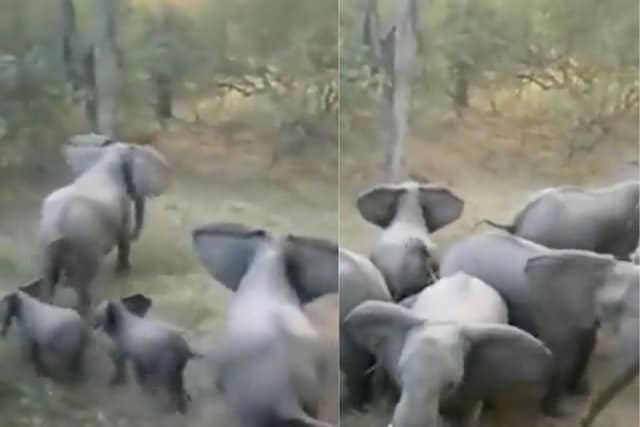 Viral: Elephant Herd Creates A Circle Of Defence To Protect Calves From ...