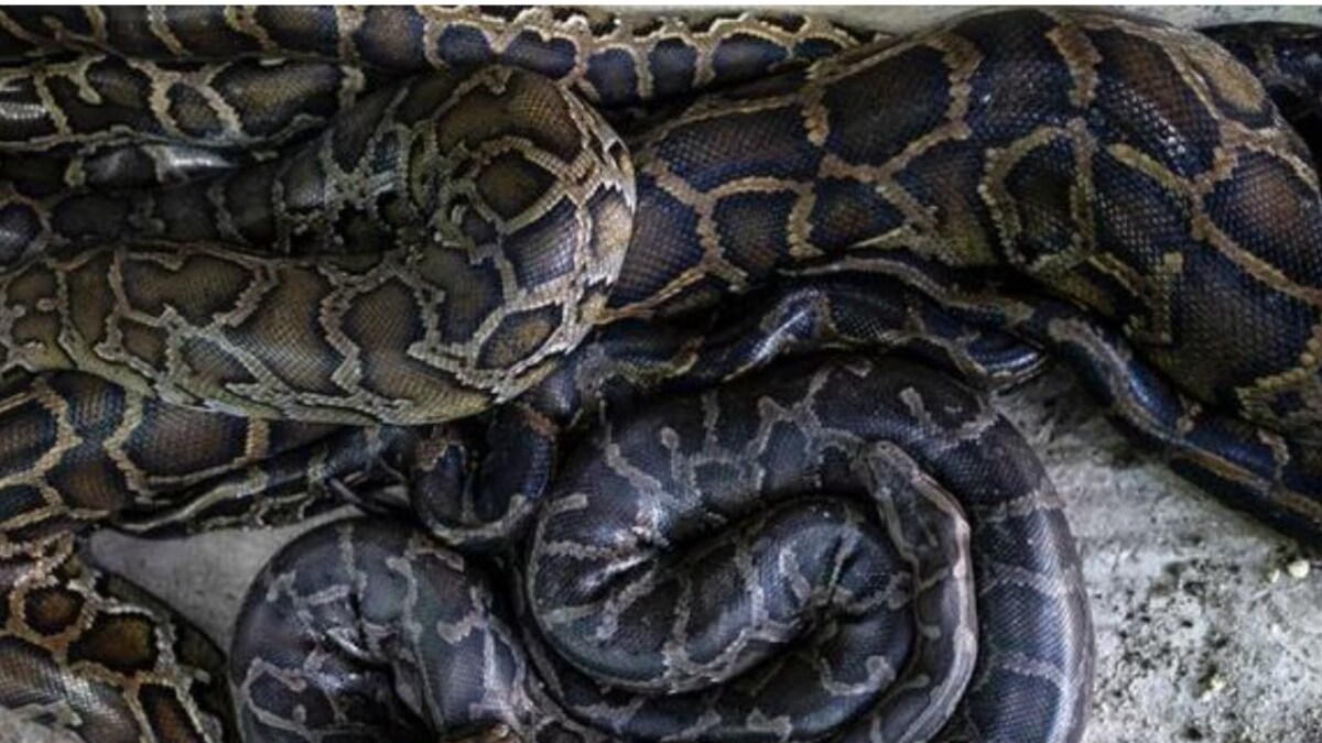 Man Captures 19-Foot Burmese Python In Viral Video | Viral News - News18
