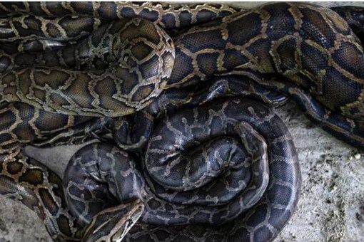 Man Captures 19-Foot Burmese Python In Viral Video - News18