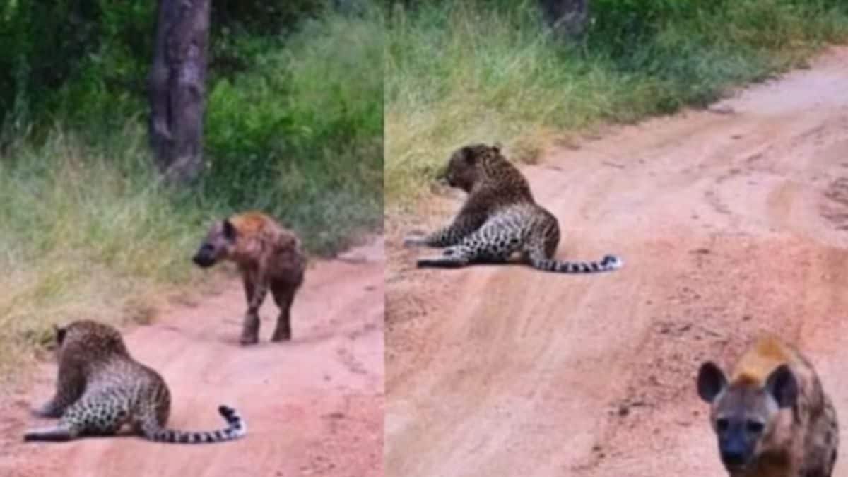 Watch: Hyena And Leopard's Funny Encounter Is Viral | Viral News - News18