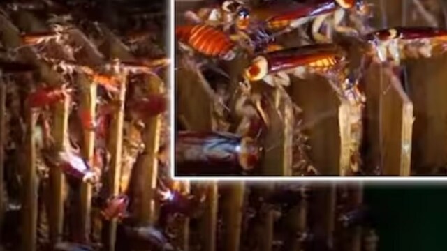 Video Shows Thousands Of Cockroaches Being Farmed For Human Consumption ...