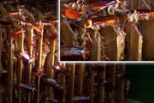 Video Shows Thousands Of Cockroaches Being Farmed For Human Consumption ...