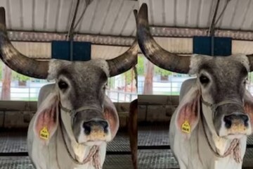 Kankrej, The Oldest Cow Breed Found In India's Gujarat and Rajasthan ...