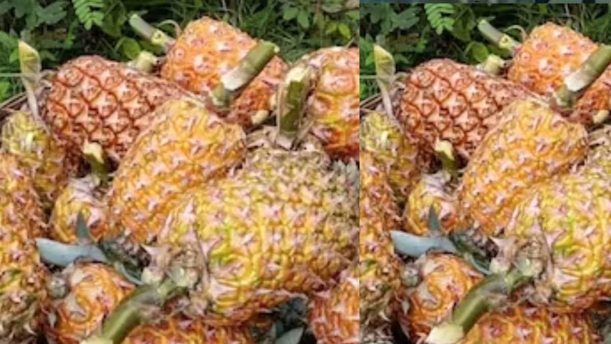 This Indian State Sells Pineapple At Just Rs 5 To Rs 10; Can You Guess The Name? | India News ...