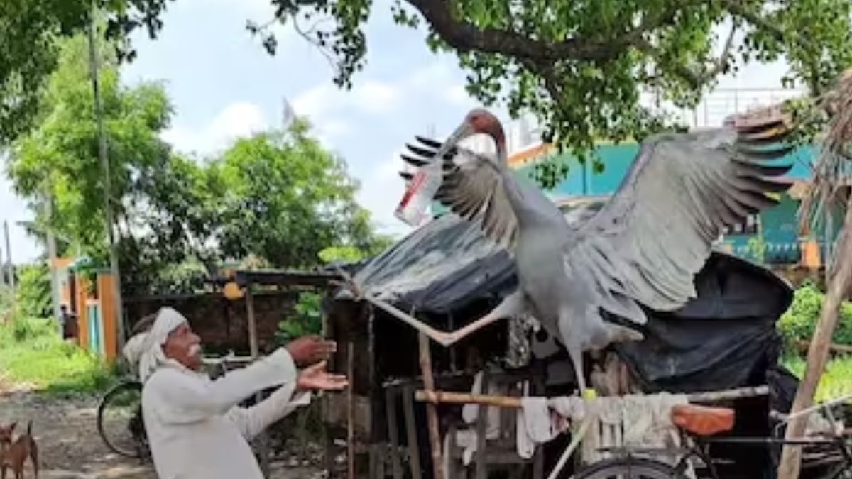 In UP's Basti, This Stork And Tea Vendor's Friendship Will Melt Your ...