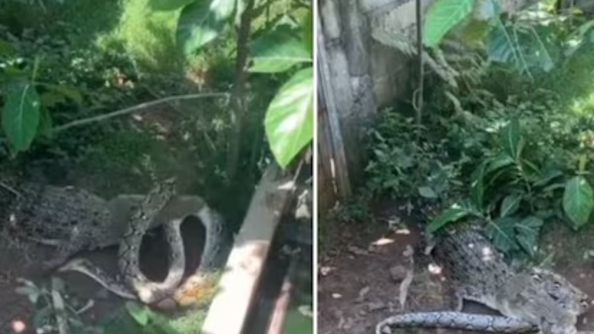 Video Of Crocodile Ruthlessly Shaking Python In Its Jaws Will Send ...
