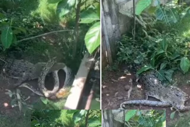 Video Of Crocodile Ruthlessly Shaking Python In Its Jaws Will Send ...