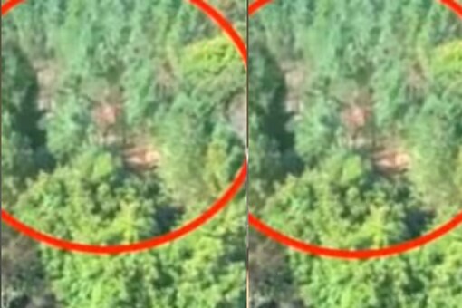 Can Trees Move On Their Own? Viral Video Sparks Debate - News18