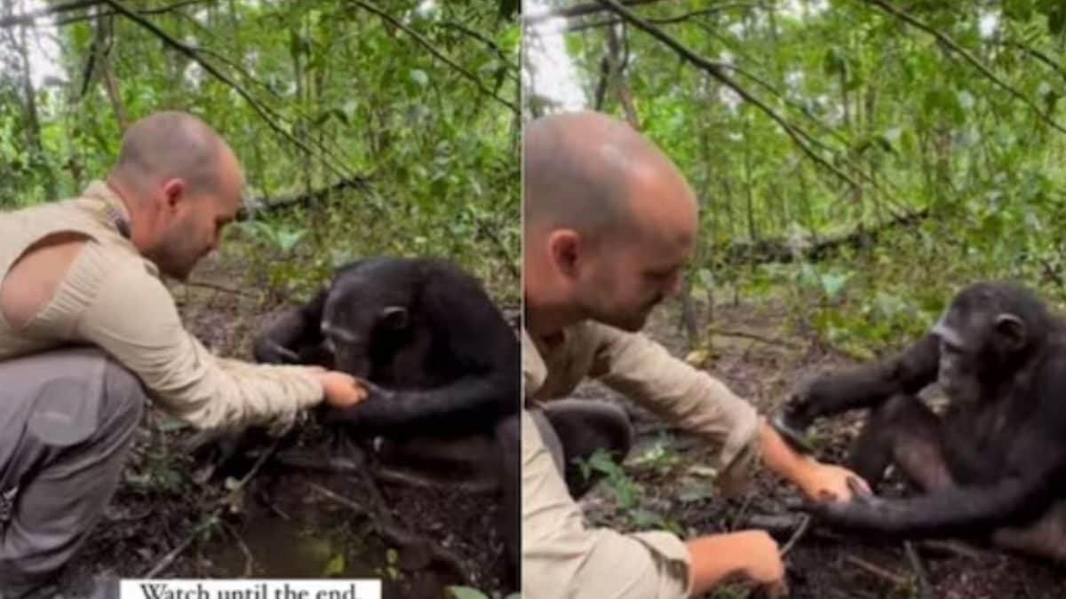 Video Of Chimpanzee Washing Photographer's Hands After Drinking Water Will Melt Your Heart ...