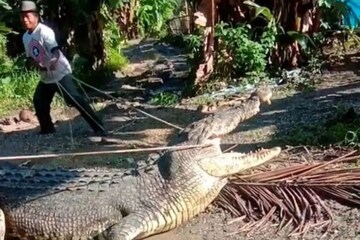 Body Of Missing Malaysian Farmer Found Inside 14-foot Long Crocodile ...
