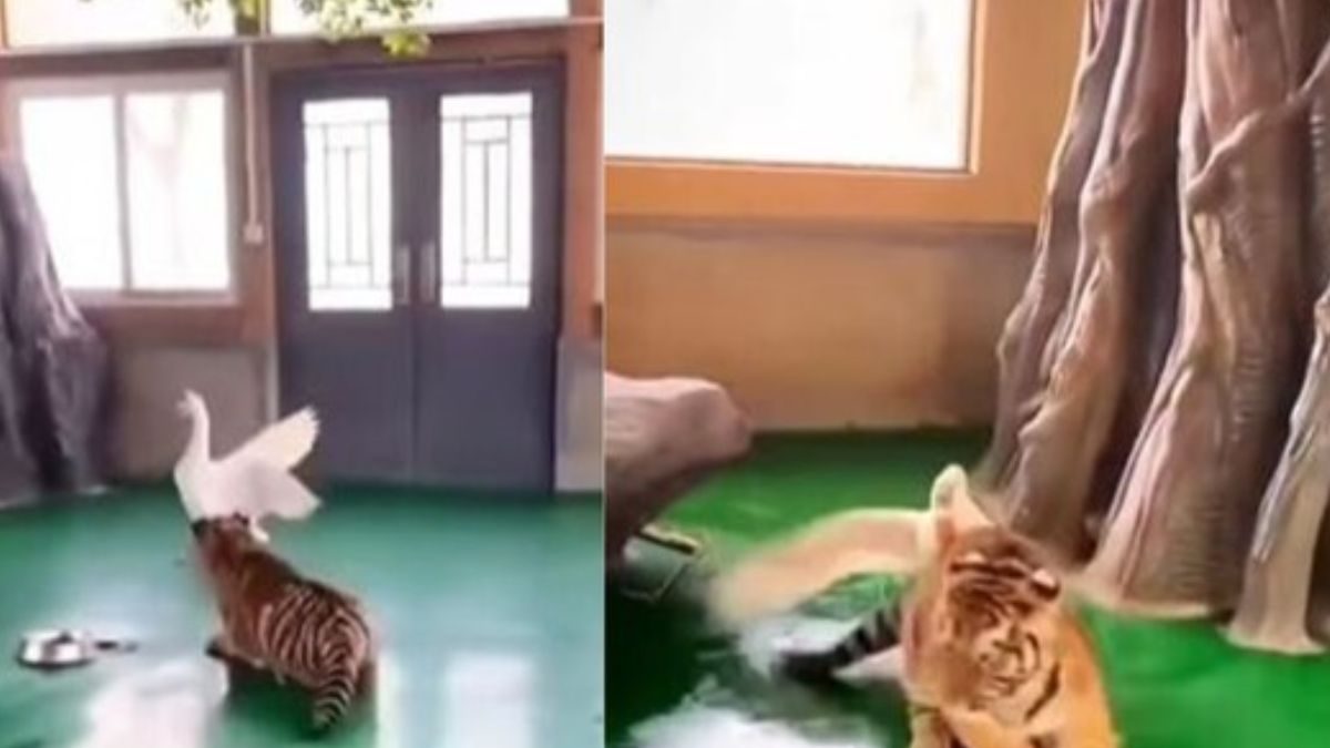 Video Of Swan Chasing Tiger Cub Goes Viral, Leaves Internet Divided ...