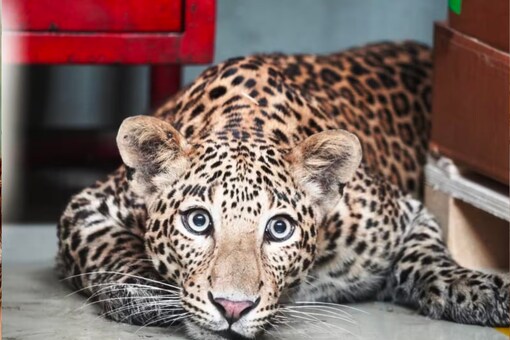 Madhya Pradesh: Villagers Click Selfies With Sick Leopard, Try to Sit ...