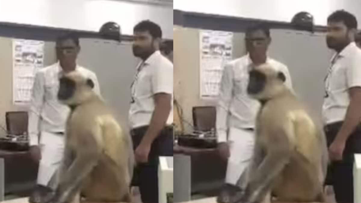 Monkey Enters Ticket Counter At Warangal Railway Station, Wreaks Havoc ...