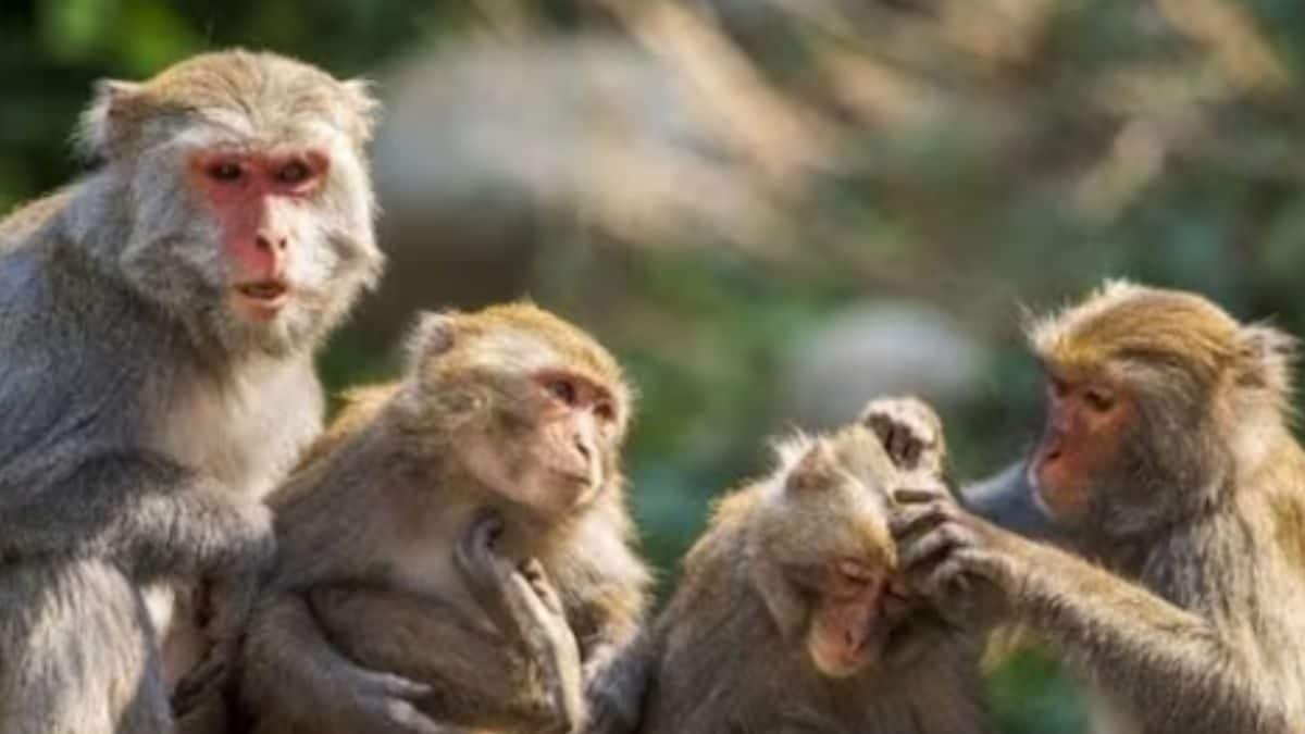 Monkey Menace Keeps Advocates On Their Toes In UP | Viral News - News18