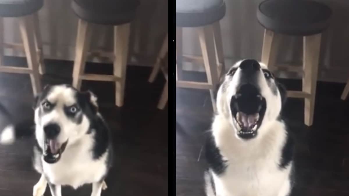 Viral Video: We Bet You Can't Win An Argument With This Dog | Viral ...