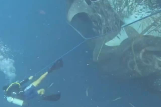 Watch: Divers Come To The Rescue Of Whale Sharks Entangled In Fishing ...